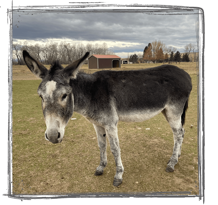 Meet Us – Oniya